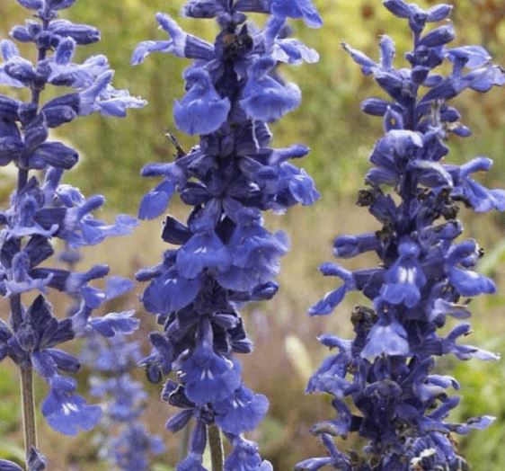 Sage Blue | Tulsa City-County Library | BiblioCommons